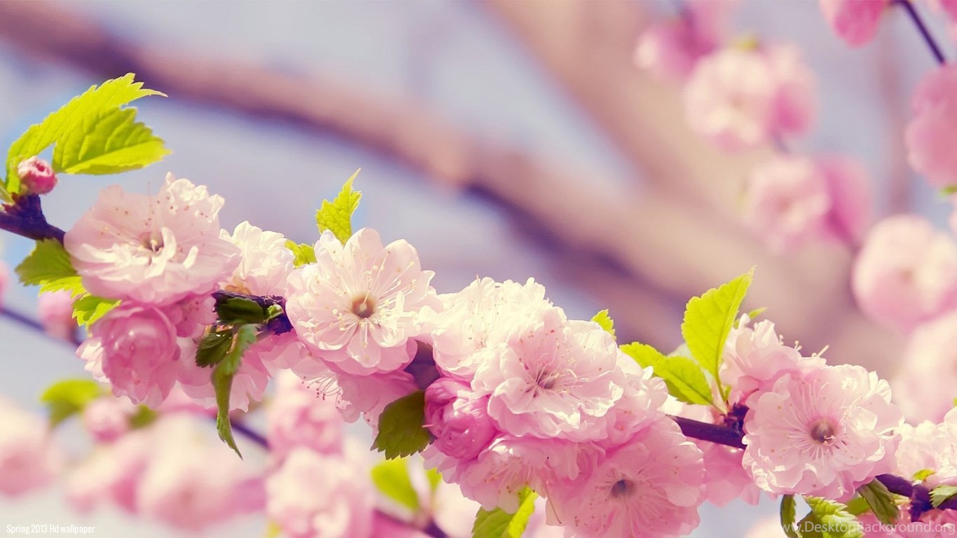 Desktop Cute Spring Flowers Wallpapers - Wallpaper Cave