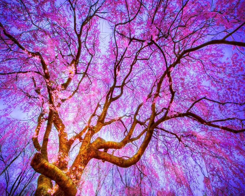 Desktop Cute Spring Flowers Wallpapers - Wallpaper Cave