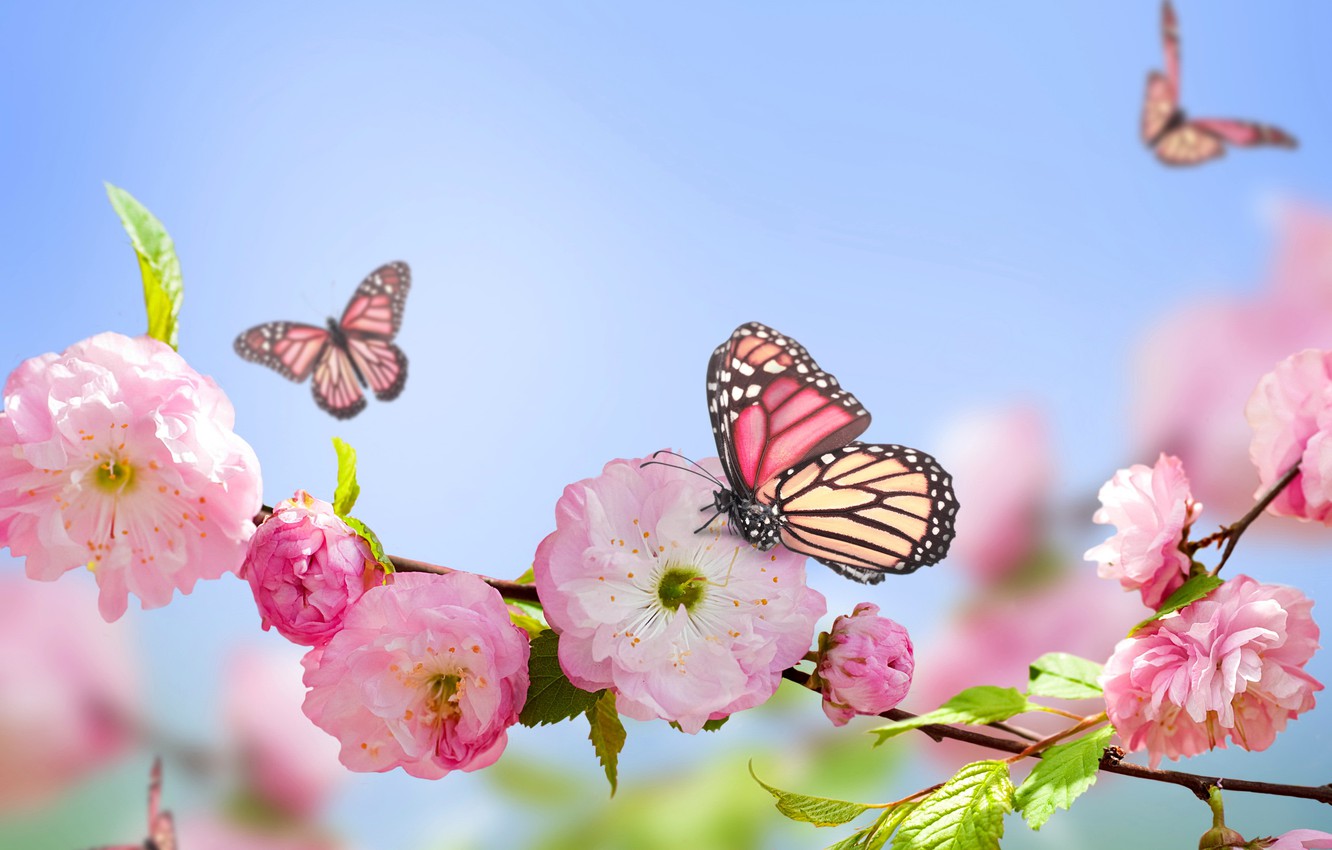 Flower Spring Pink Wallpapers - Wallpaper Cave
