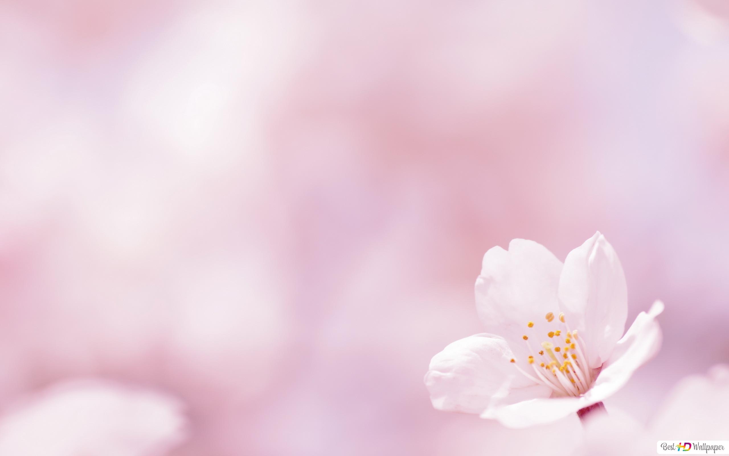 Flower Spring Pink Wallpapers - Wallpaper Cave