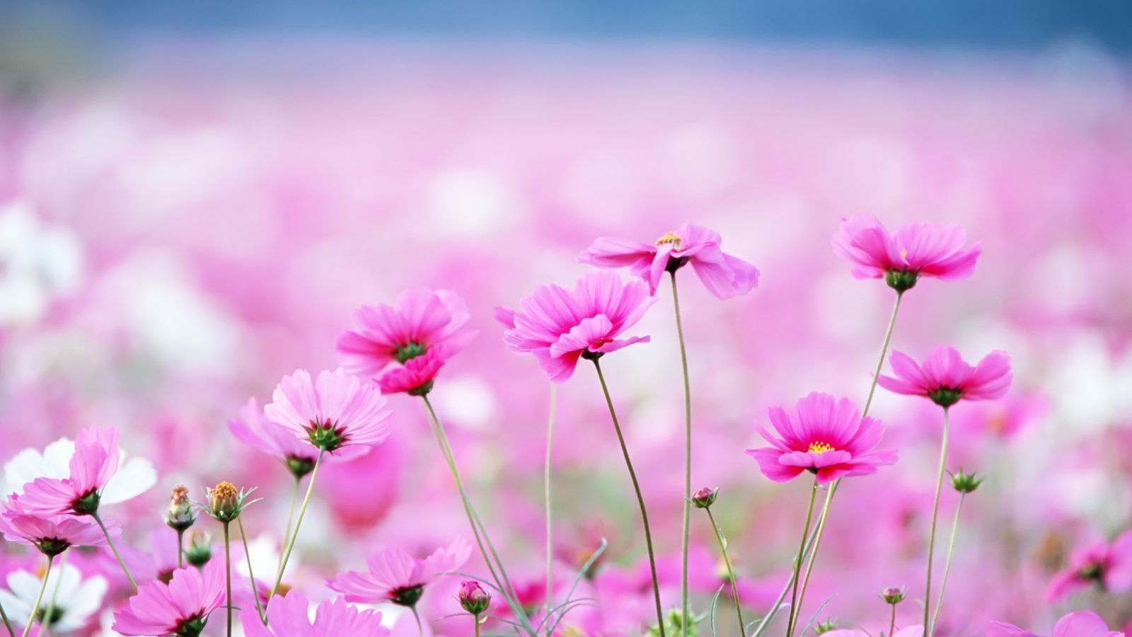 Flower Spring Pink Wallpapers - Wallpaper Cave