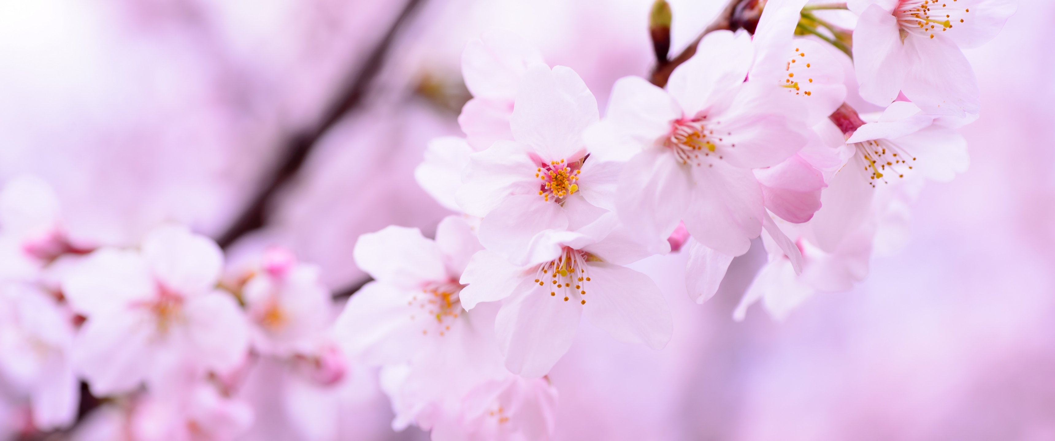 Flower Spring Pink Wallpapers - Wallpaper Cave