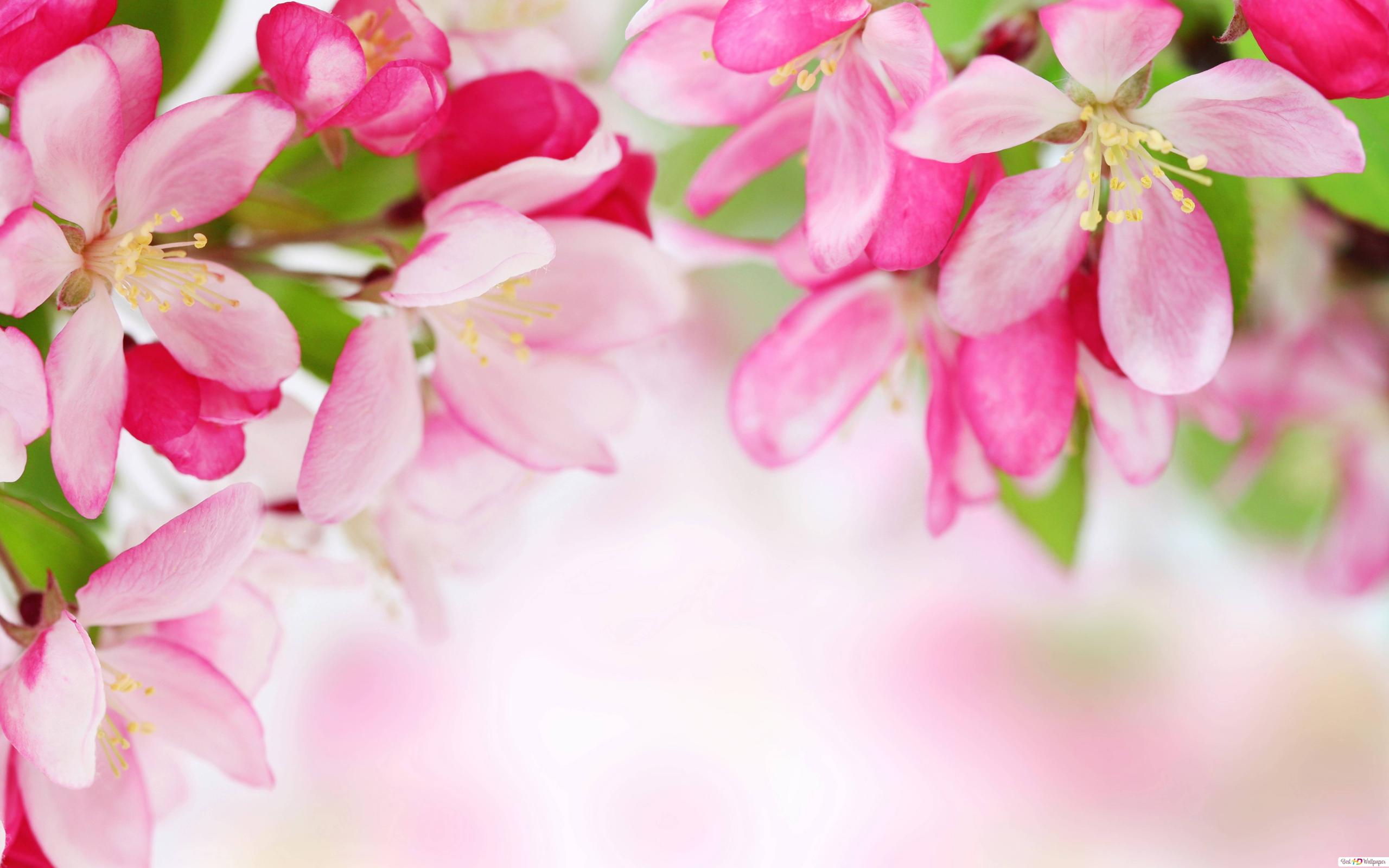 Flower Spring Pink Wallpapers - Wallpaper Cave