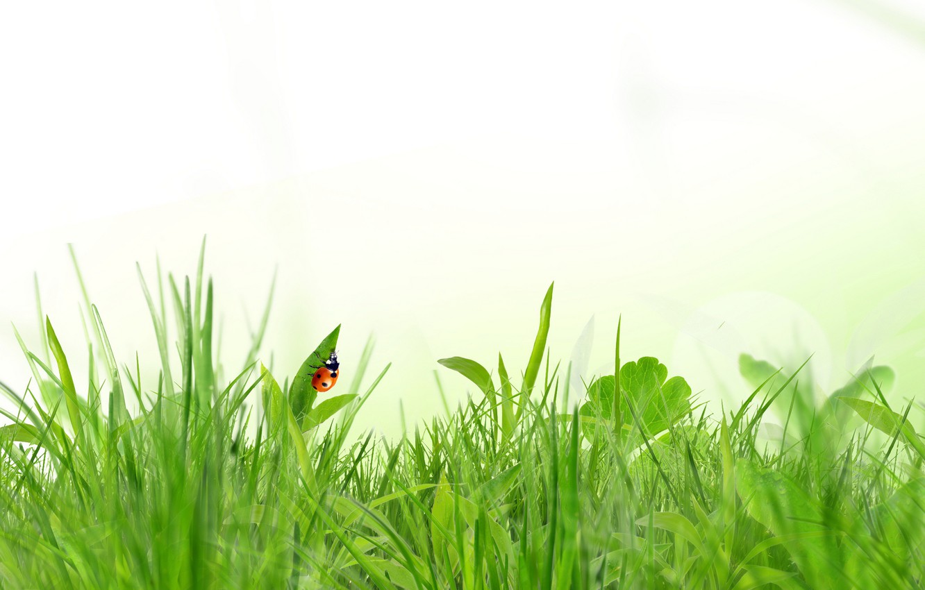 Spring Insect Wallpapers - Wallpaper Cave