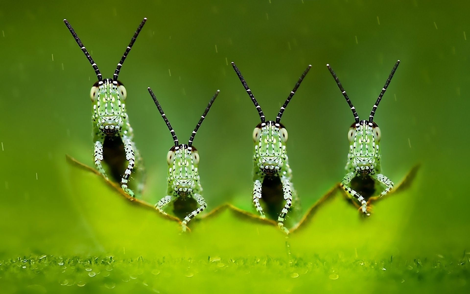 Spring Insect Wallpapers - Wallpaper Cave