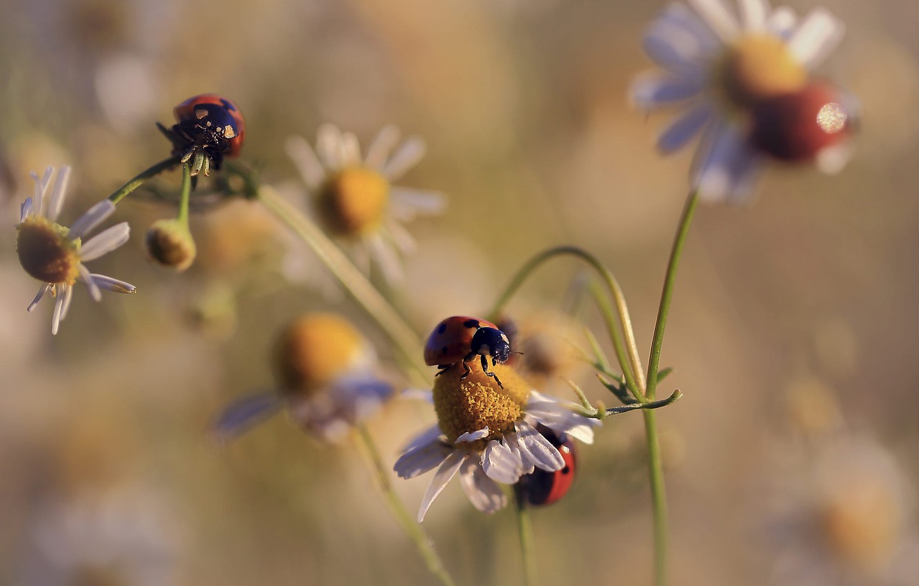 Spring Insect Wallpapers - Wallpaper Cave