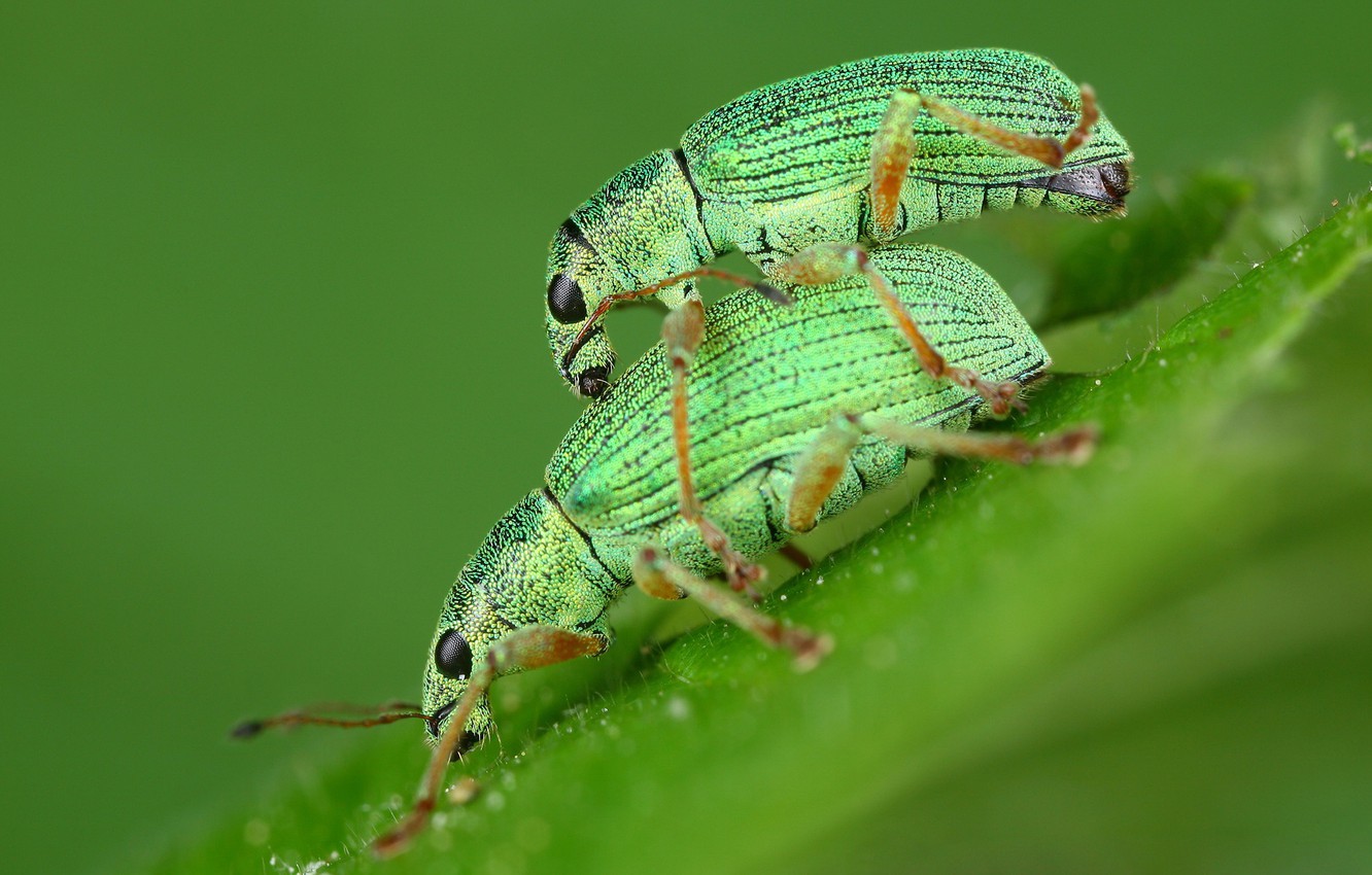 Spring Insect Wallpapers - Wallpaper Cave