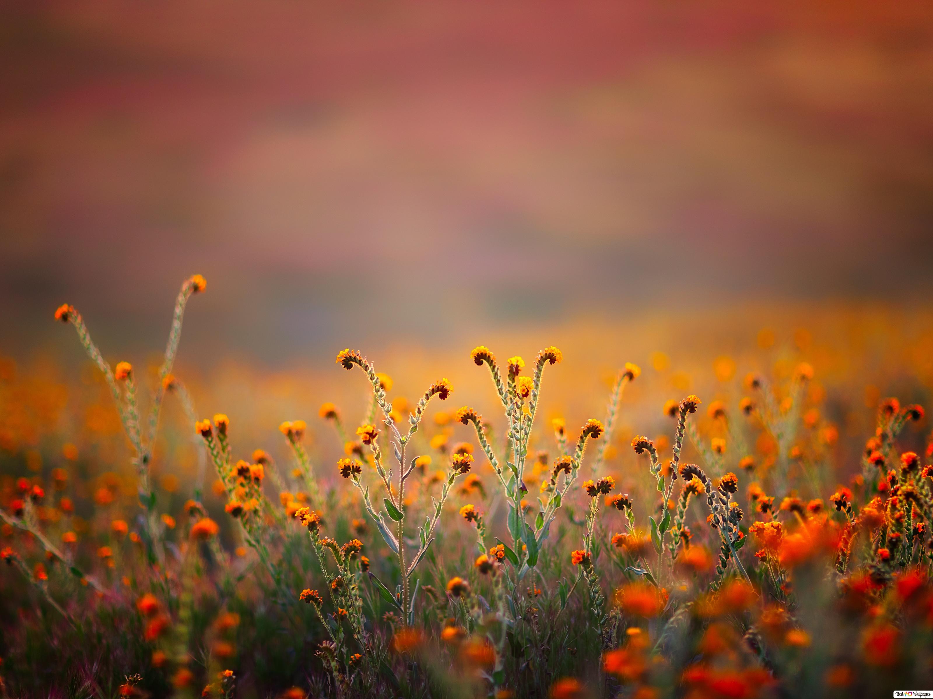 6k Summer Wallpapers - Wallpaper Cave