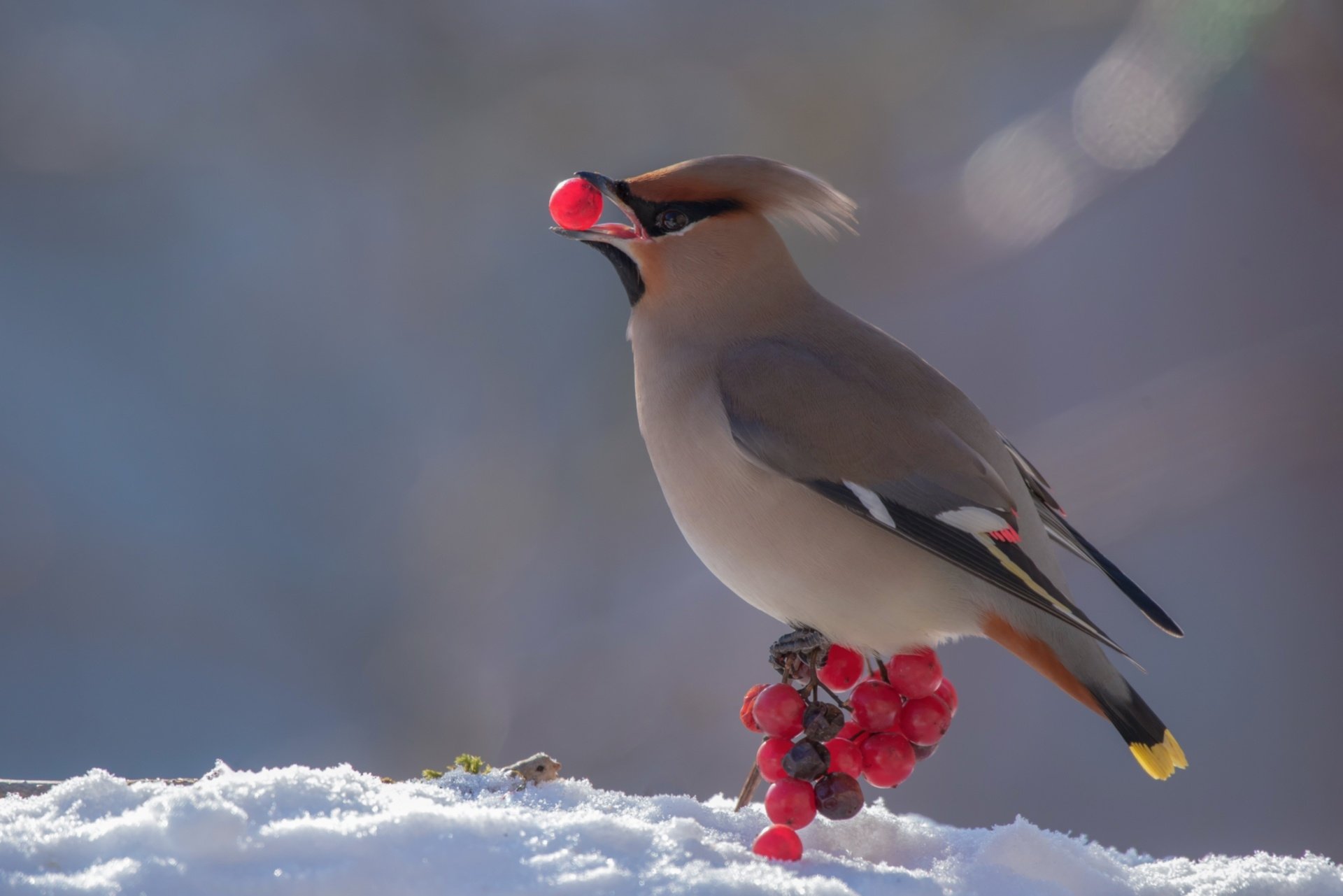 Waxwing Wallpapers - Wallpaper Cave