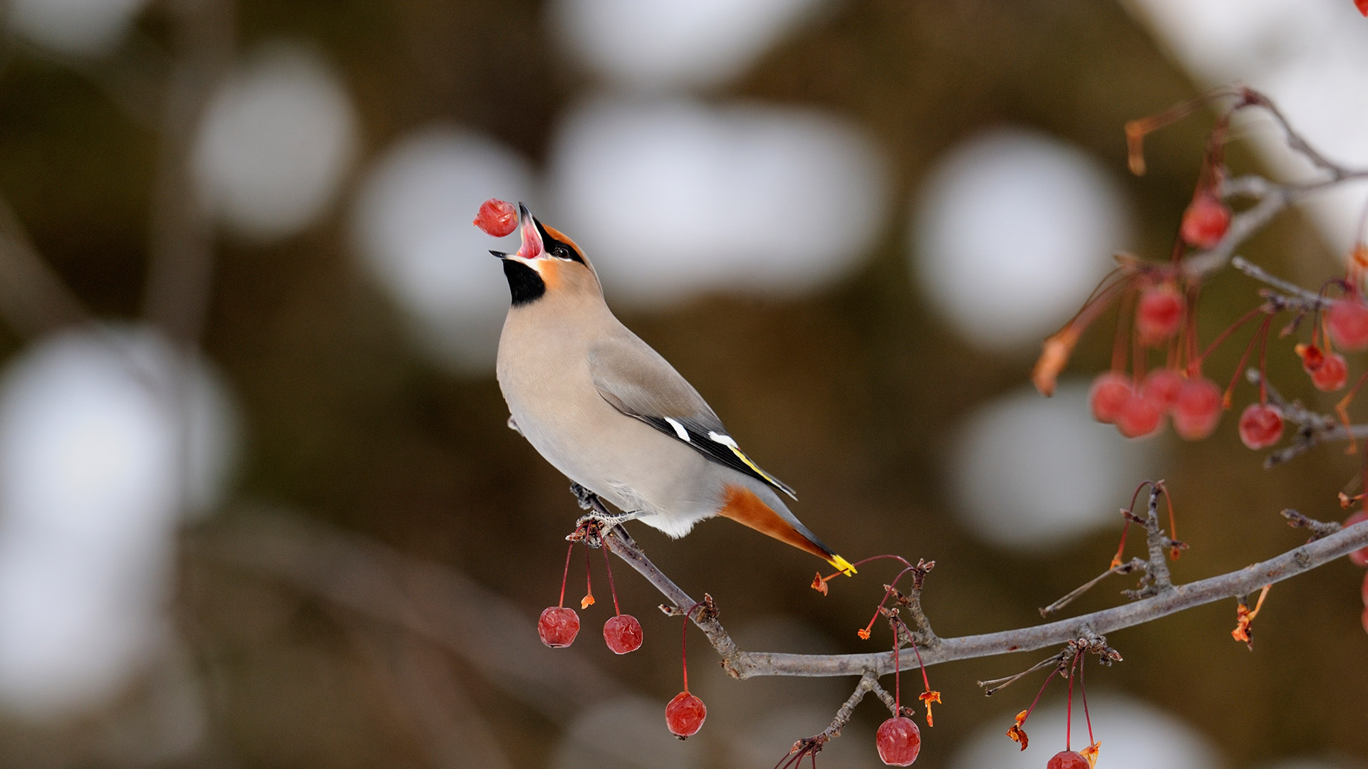 Waxwing Wallpapers - Wallpaper Cave