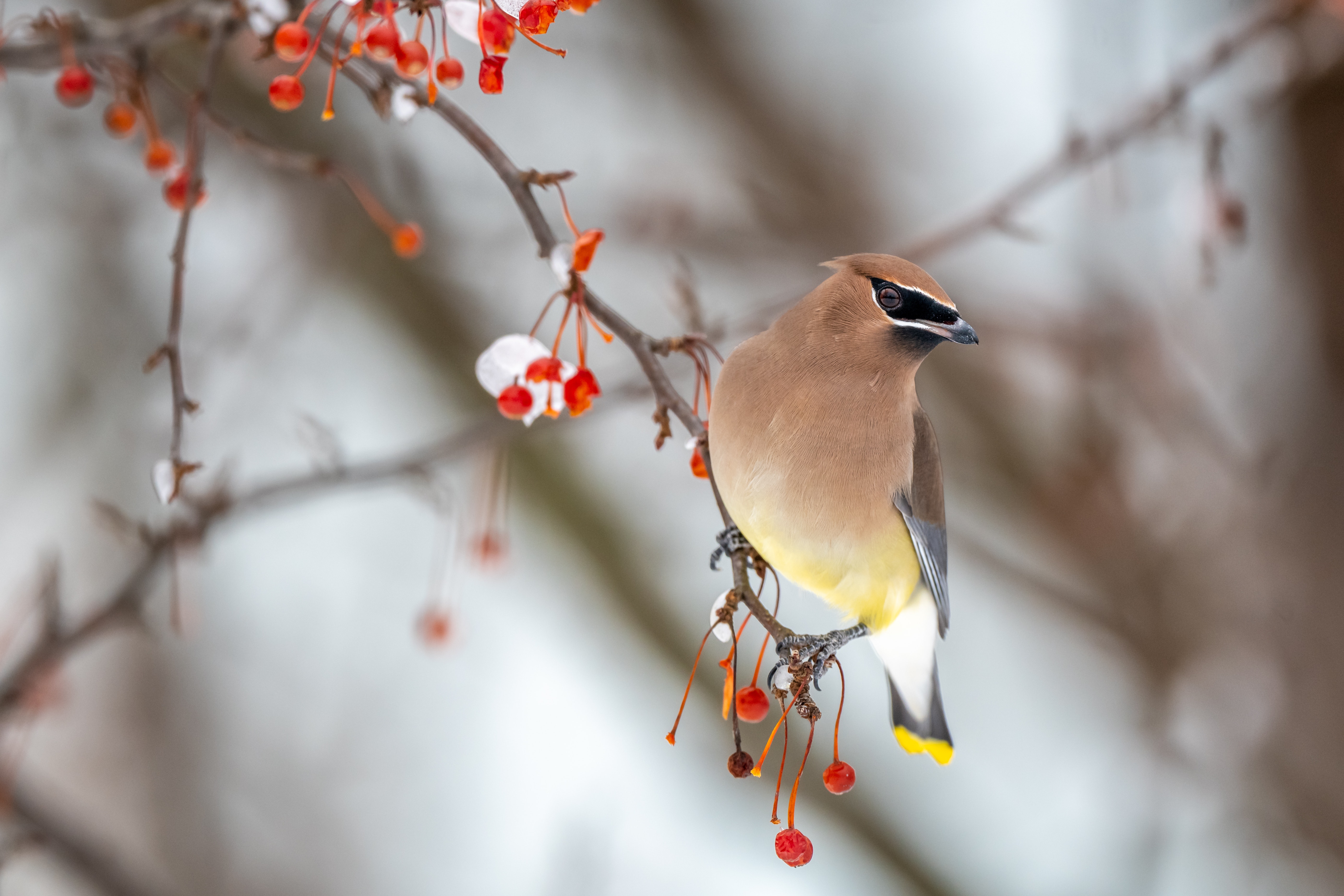 Waxwing Wallpapers - Wallpaper Cave