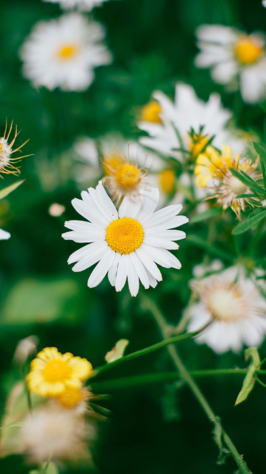 Chamomile Wallpapers - Wallpaper Cave