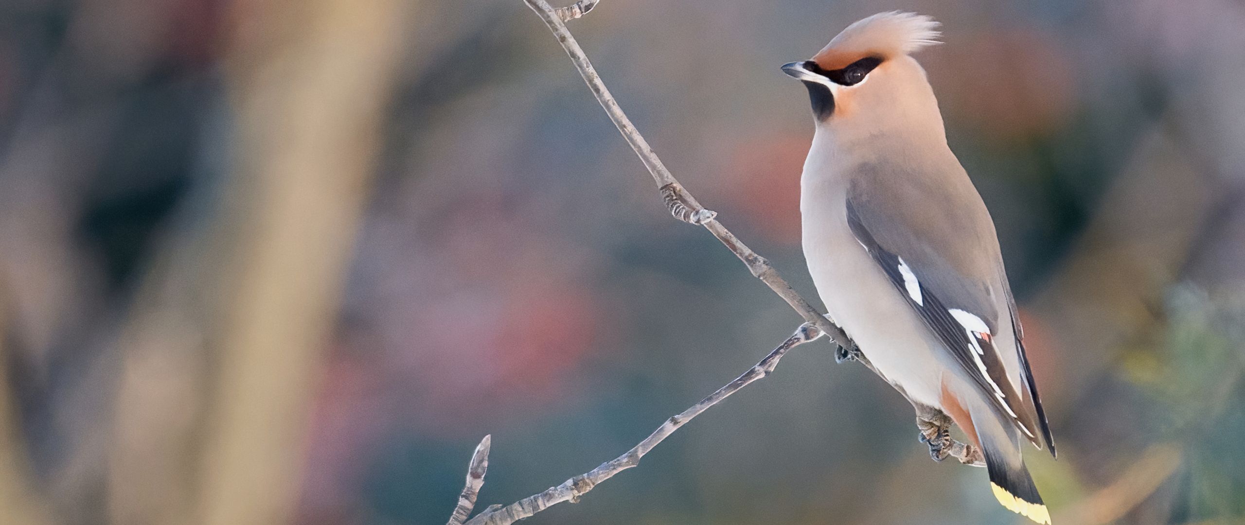 Waxwing Wallpapers - Wallpaper Cave