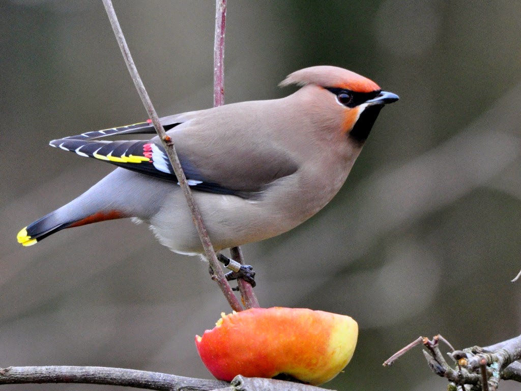 Waxwing Wallpapers - Wallpaper Cave