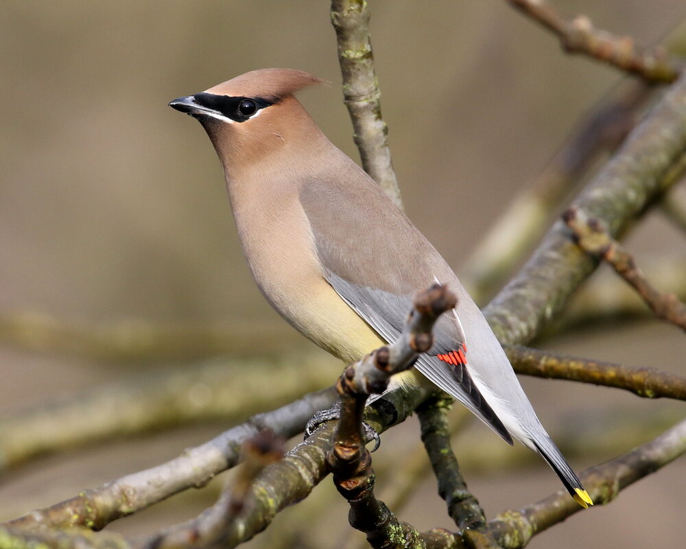 Waxwing Wallpapers - Wallpaper Cave