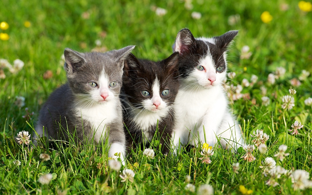 3 Kittens Wallpapers - Wallpaper Cave