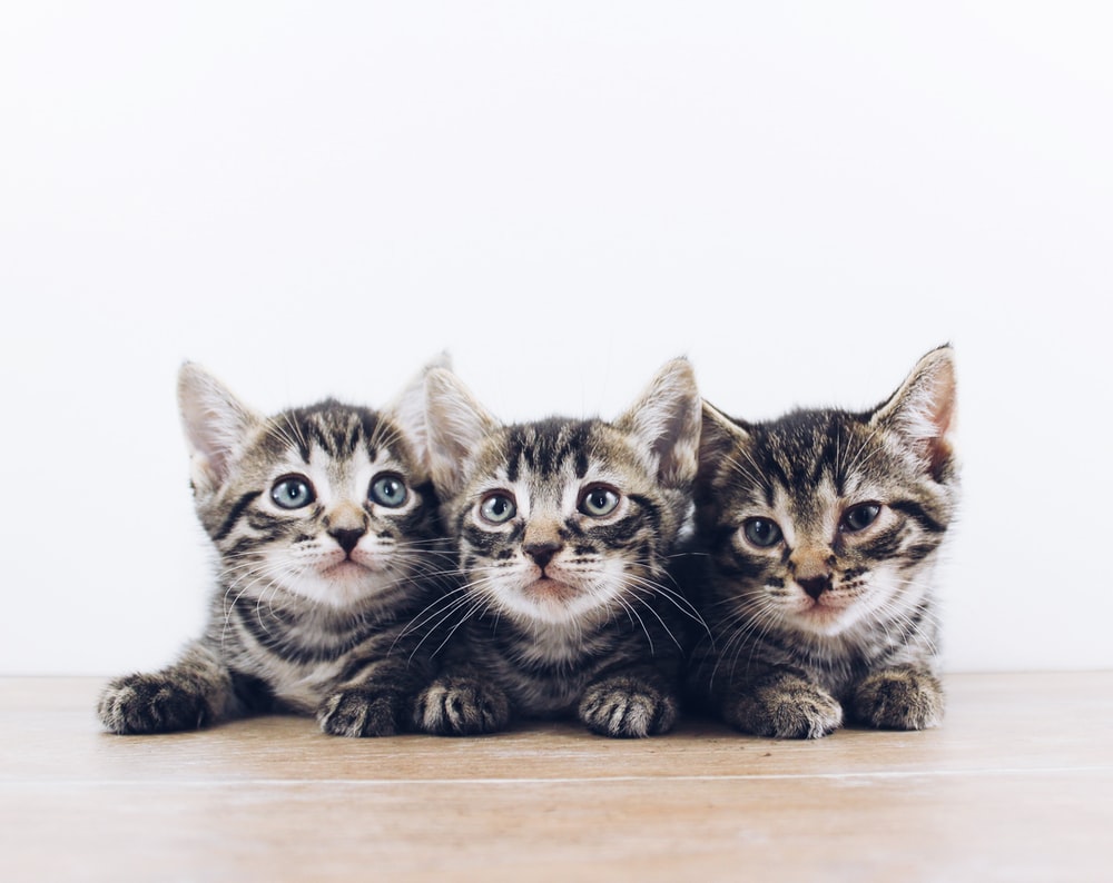 3 Kittens Wallpapers - Wallpaper Cave