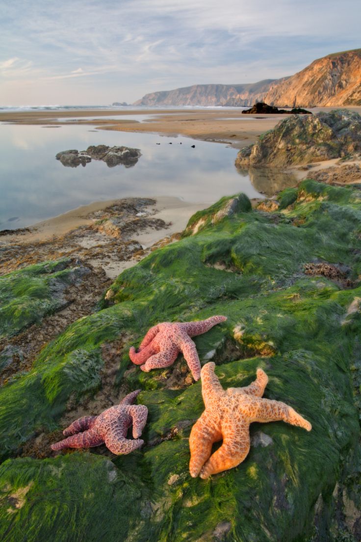 Point Reyes National Seashore Marin County California - Wallpaper Cave