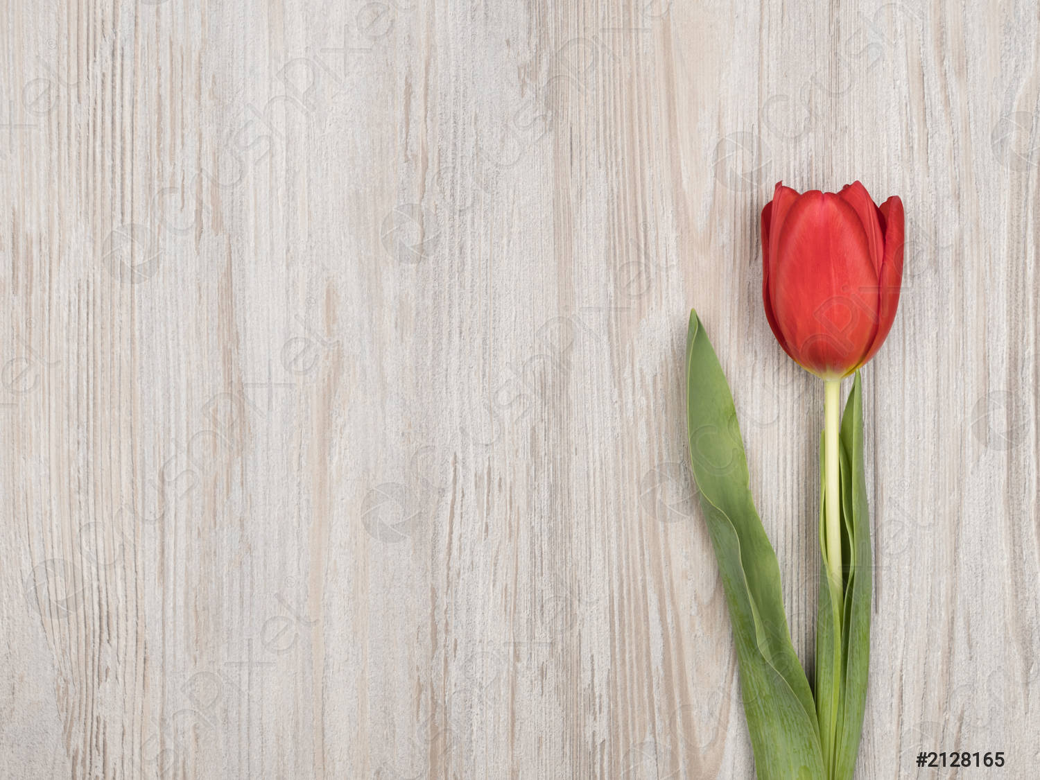 Spring Flower Wood Wallpapers - Wallpaper Cave