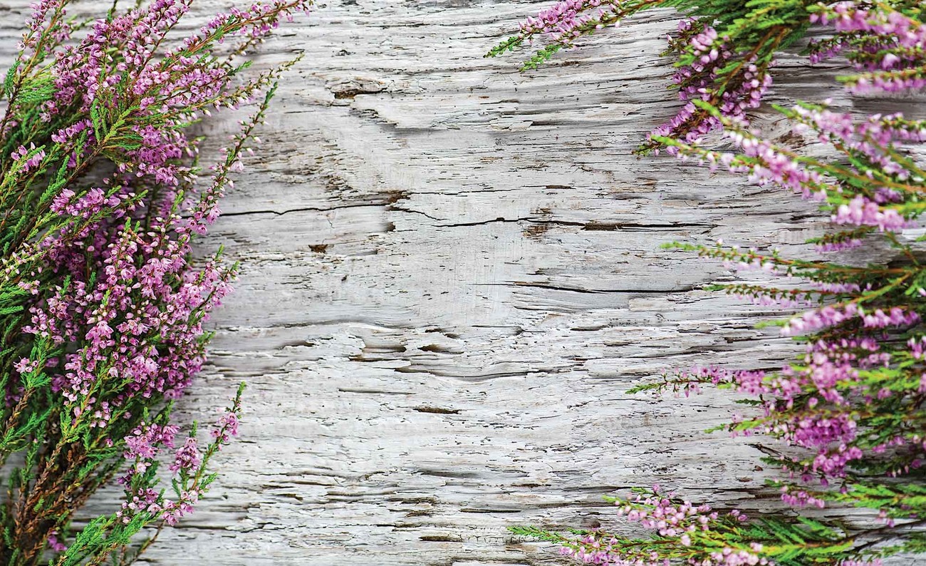 Spring Flower Wood Wallpapers - Wallpaper Cave