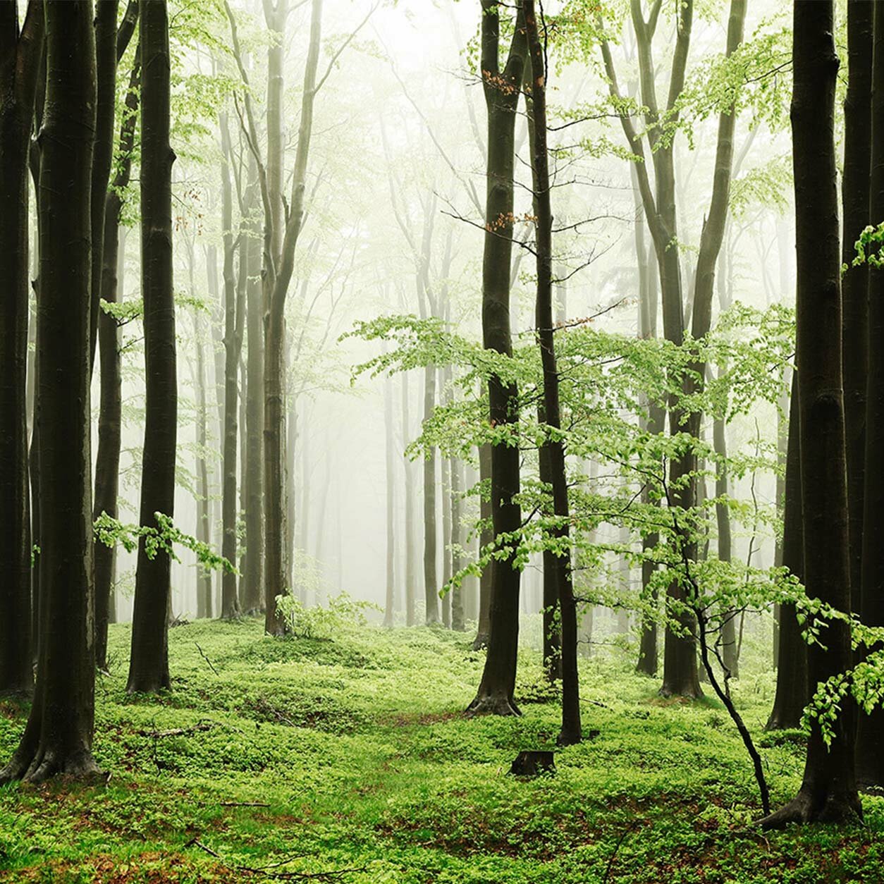 Summer Path Wallpapers - Wallpaper Cave