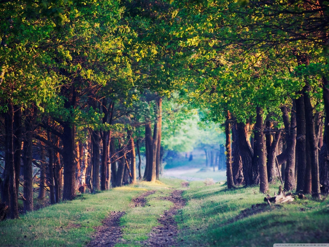 Summer Path Wallpapers - Wallpaper Cave