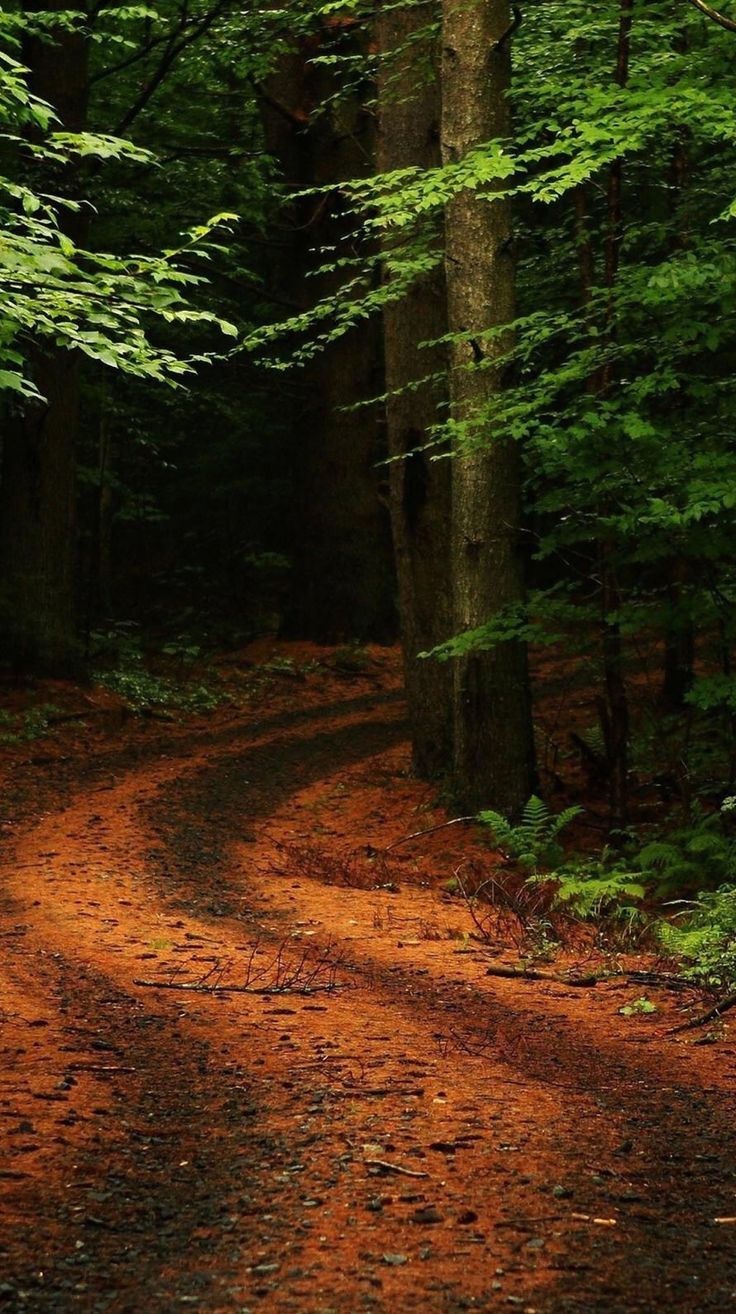 Summer Path Wallpapers - Wallpaper Cave