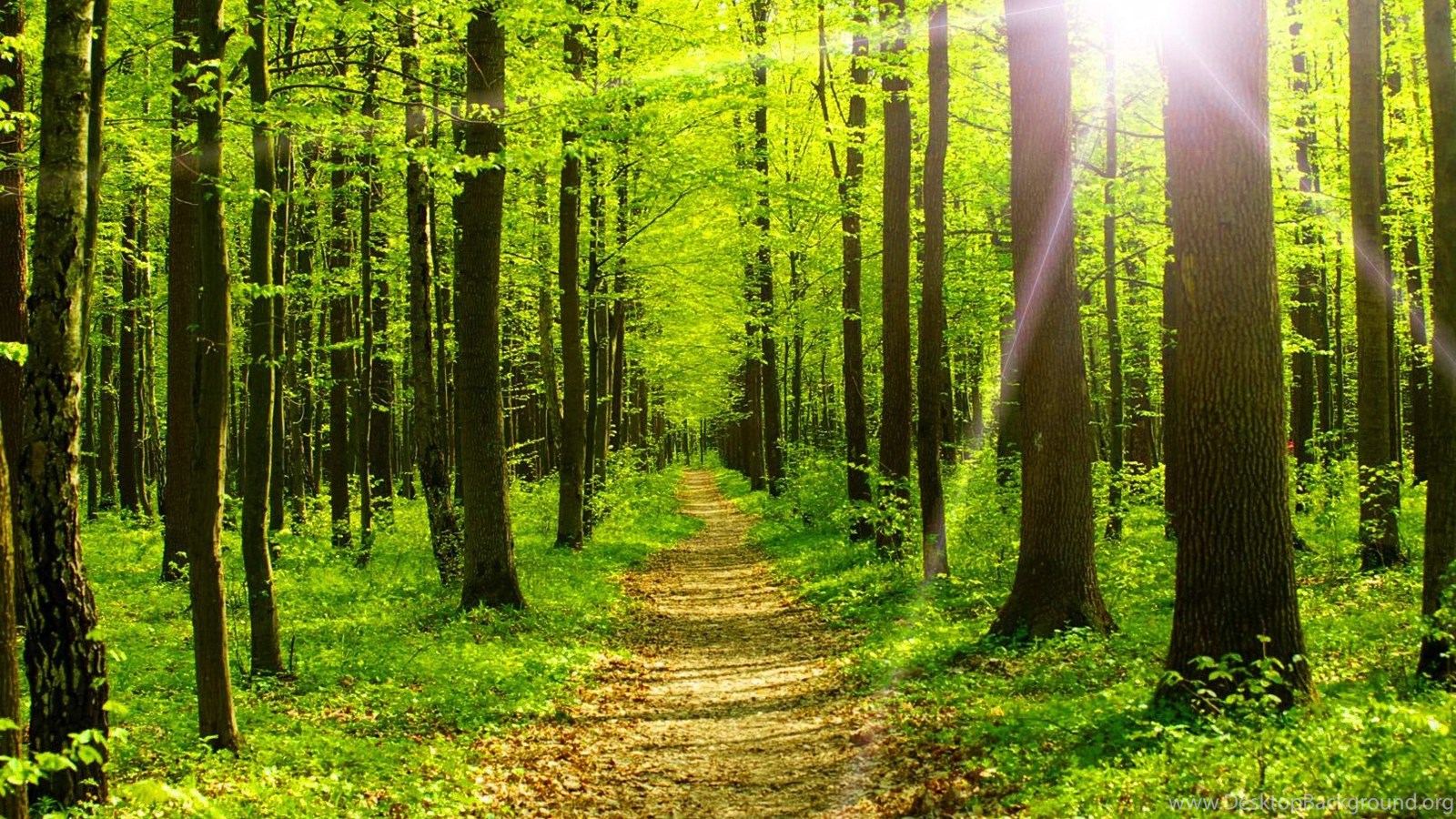 Summer Path Wallpapers - Wallpaper Cave