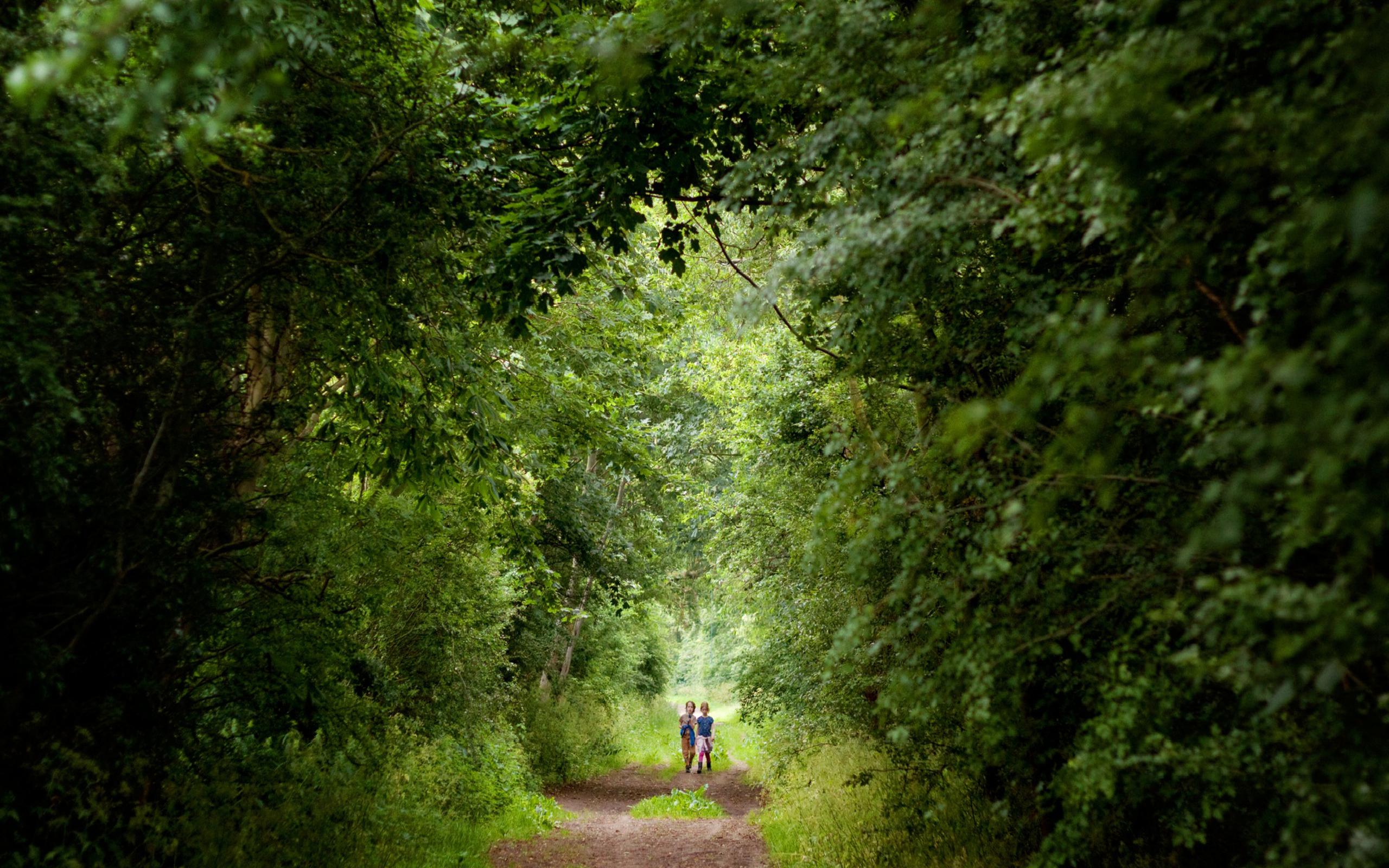 Summer Path Wallpapers - Wallpaper Cave