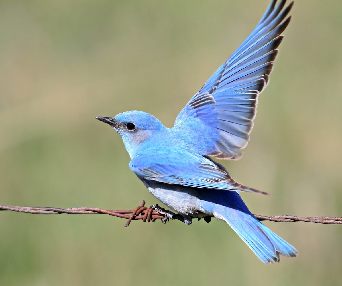 Pretty Blue Bird Wallpapers - Wallpaper Cave