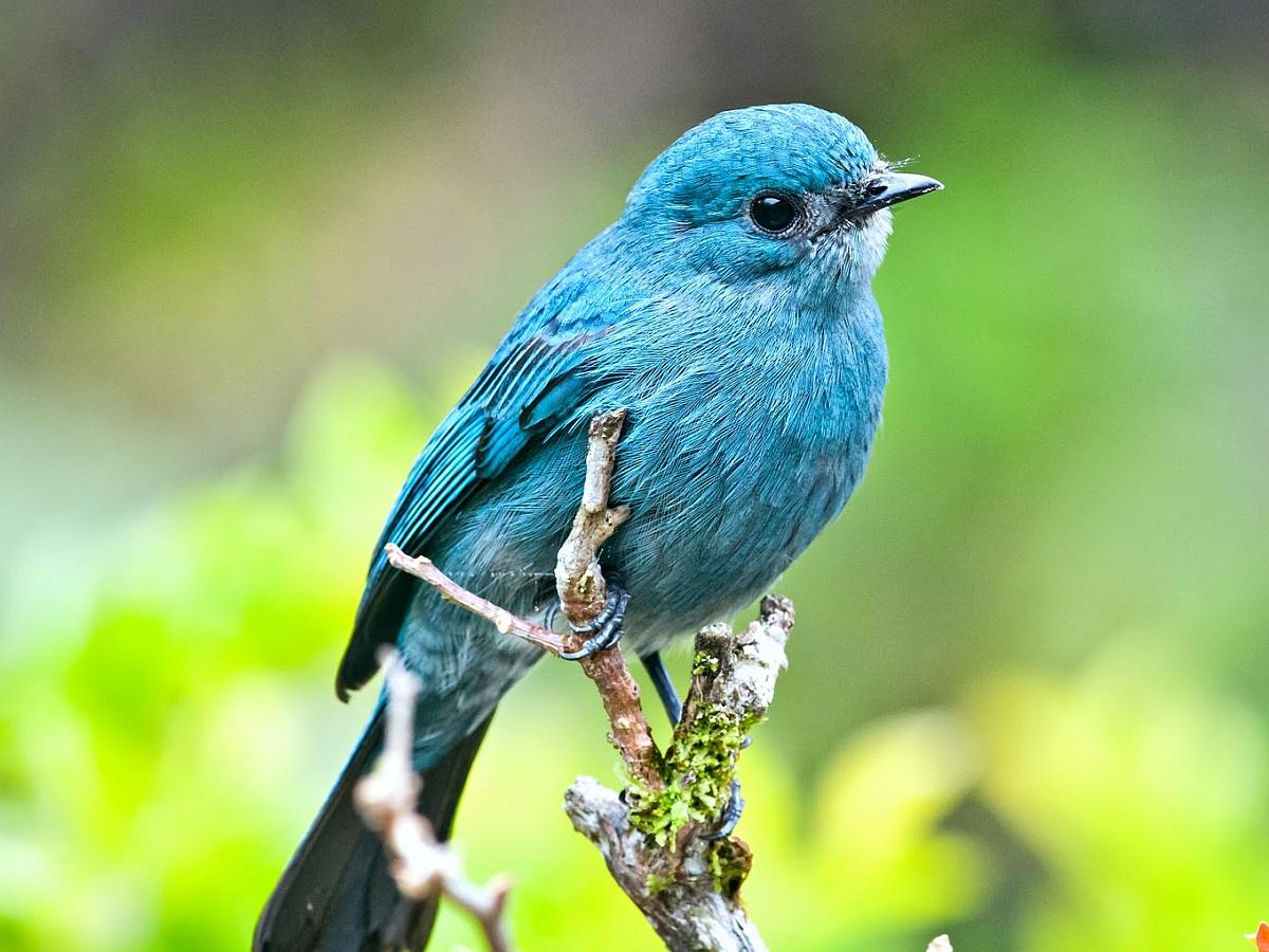 Pretty Blue Bird Wallpapers - Wallpaper Cave
