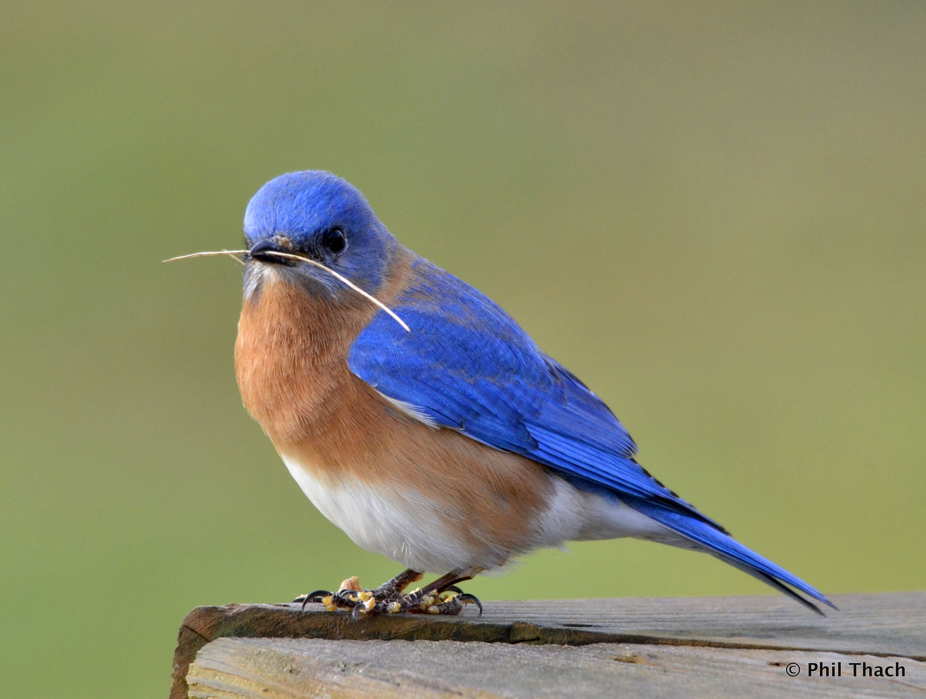 Pretty Blue Bird Wallpapers - Wallpaper Cave