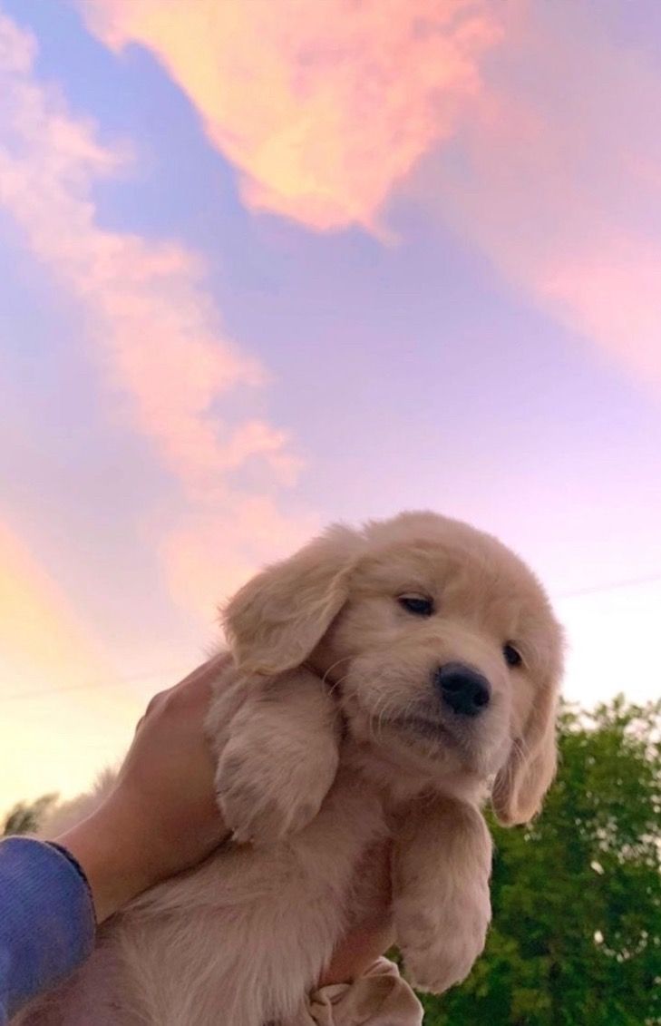 Uwu Dogs Wallpapers - Wallpaper Cave