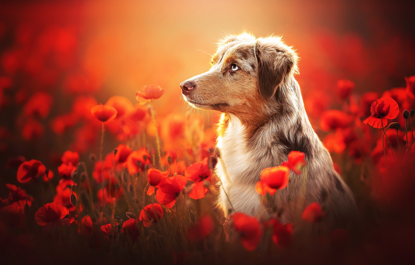 Dogs And Summer Wallpapers - Wallpaper Cave