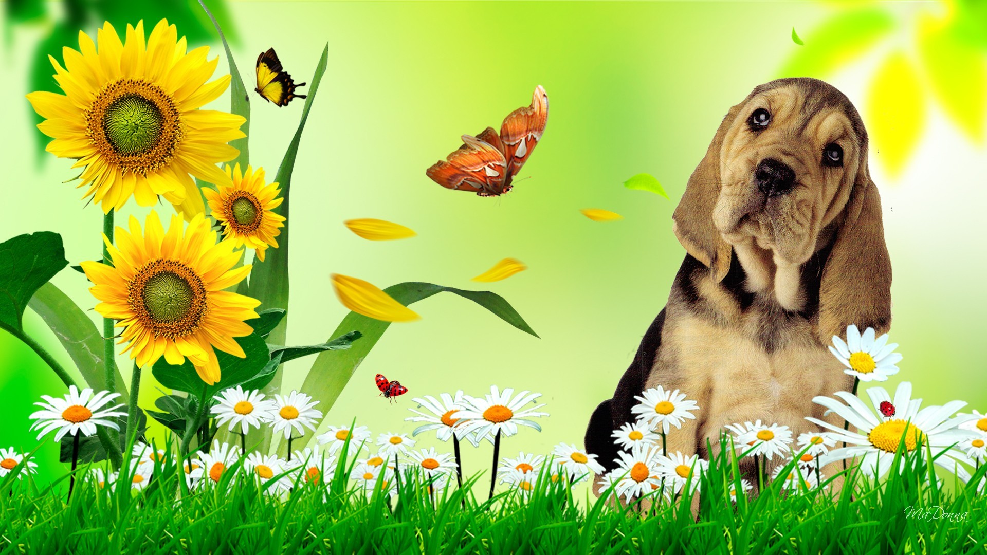 Dogs And Summer Wallpapers - Wallpaper Cave