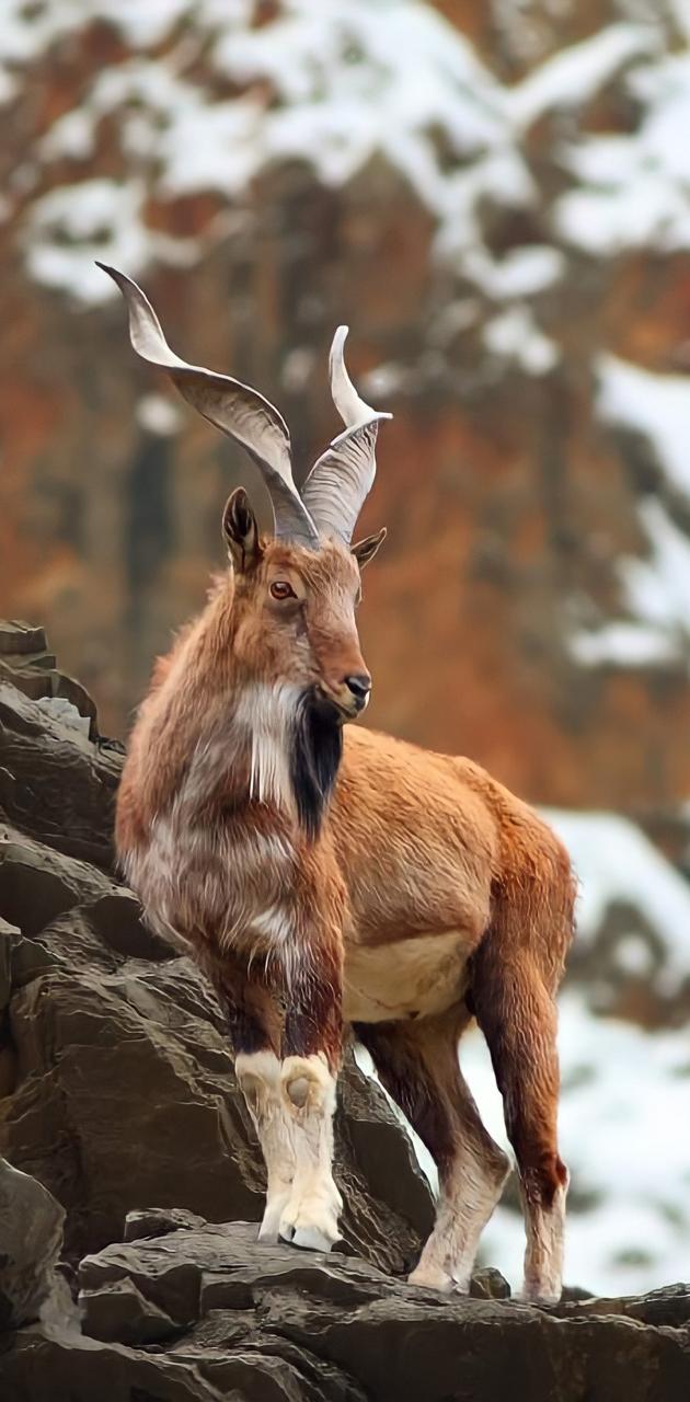 Markhor Logo Wallpapers - Wallpaper Cave