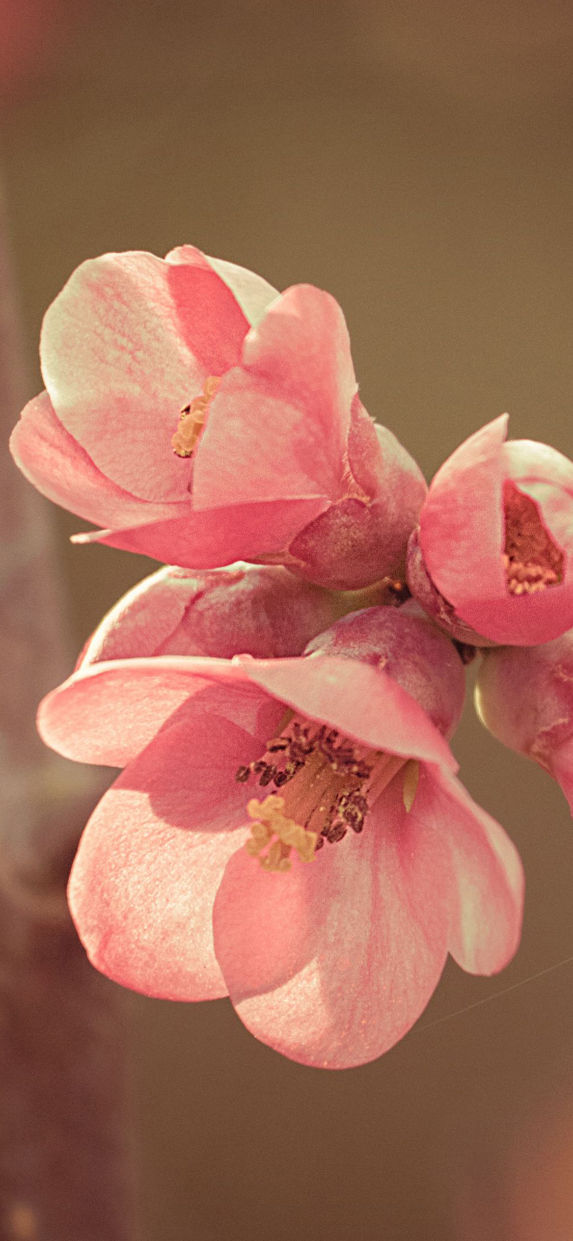 4k Spring iPhone Wallpapers - Wallpaper Cave