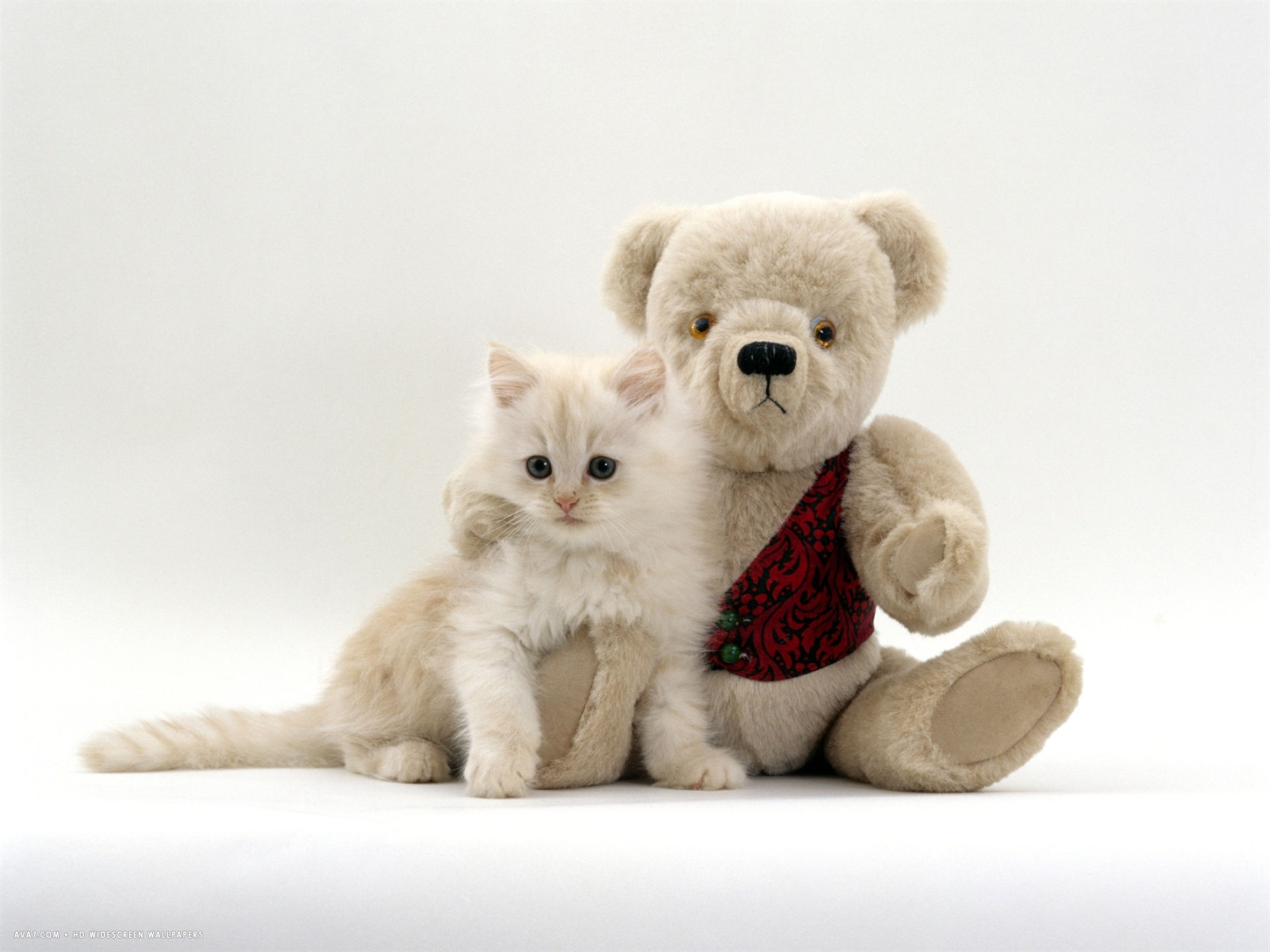 Teddy Bear Cat Wallpapers - Wallpaper Cave