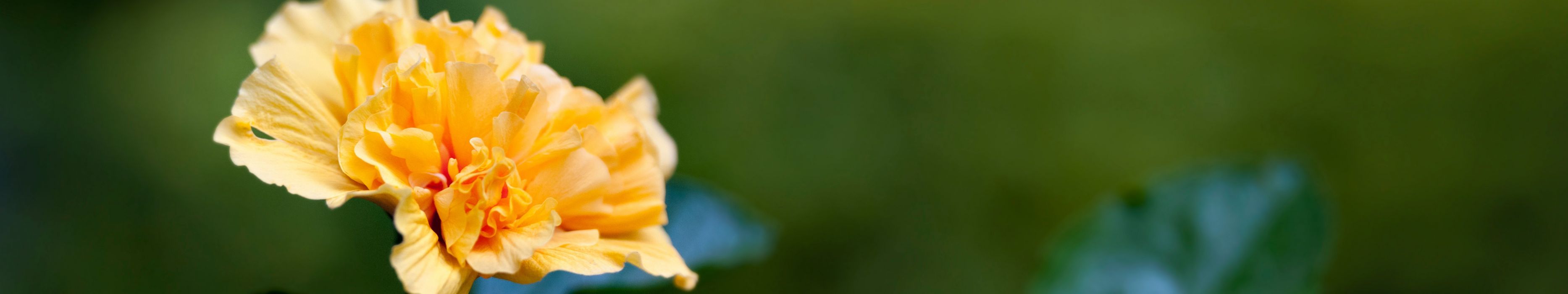 Triple Screen Spring Wallpapers - Wallpaper Cave