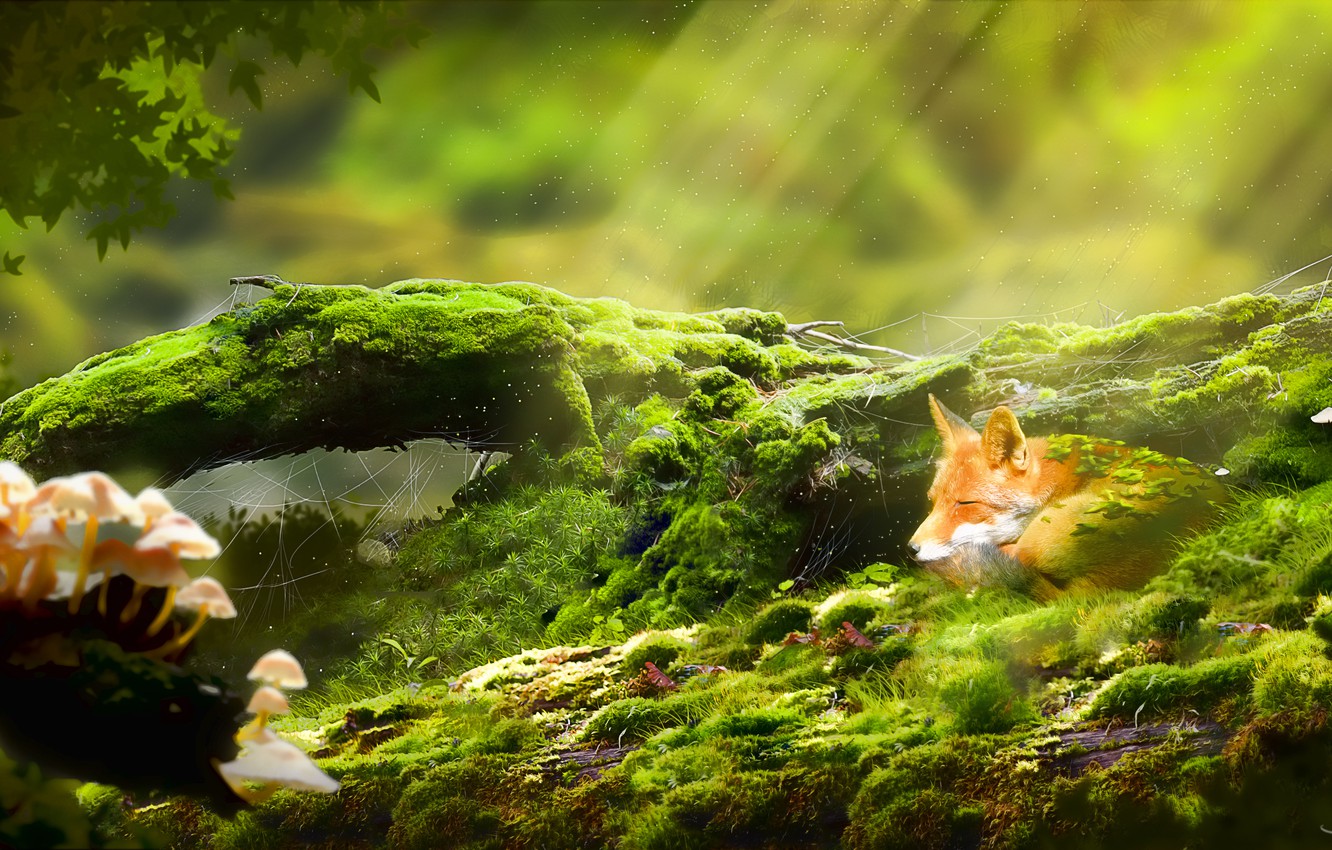 Foxes And Mushrooms Wallpapers - Wallpaper Cave