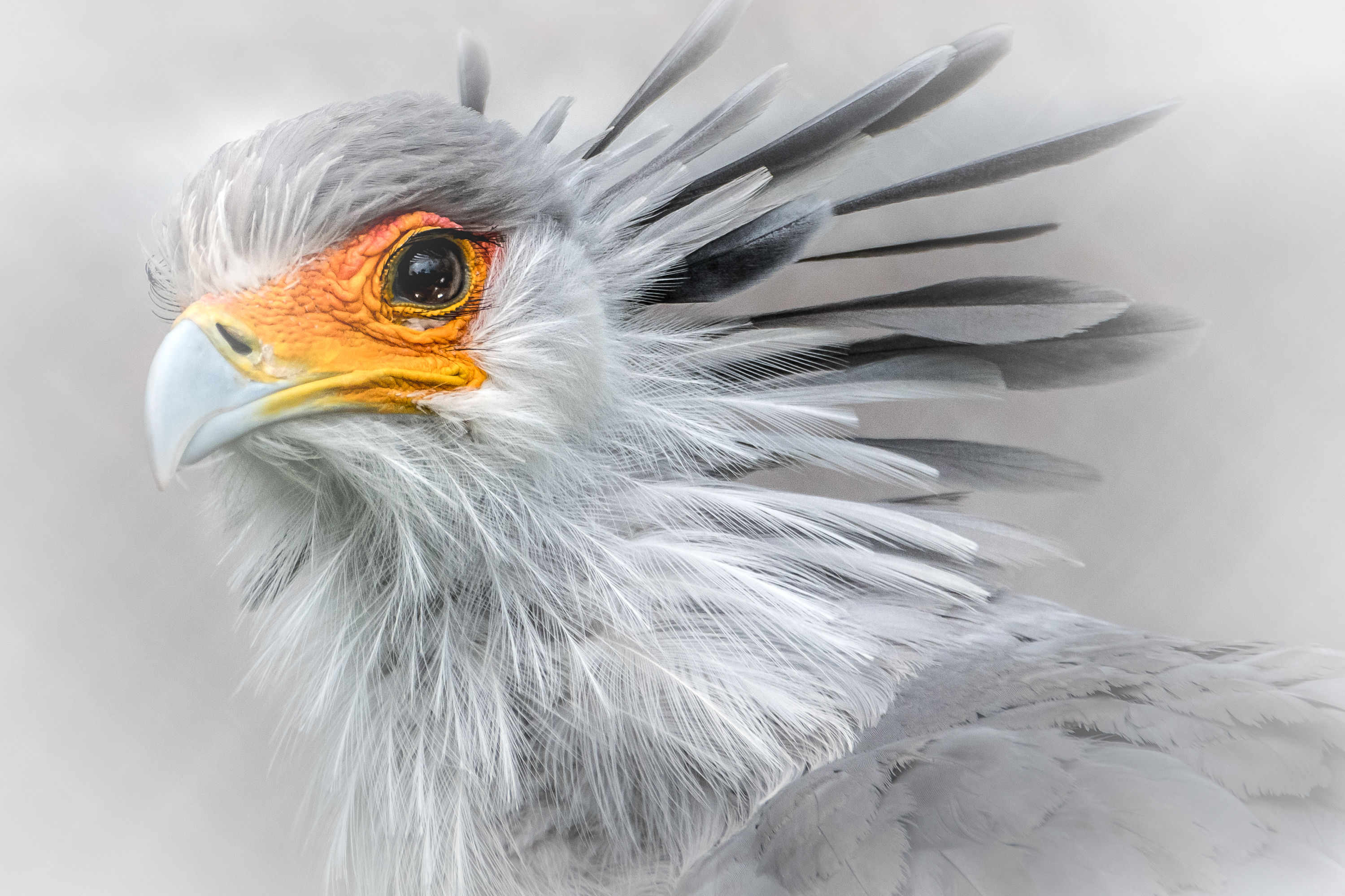 Secretary Bird Wallpapers - Wallpaper Cave