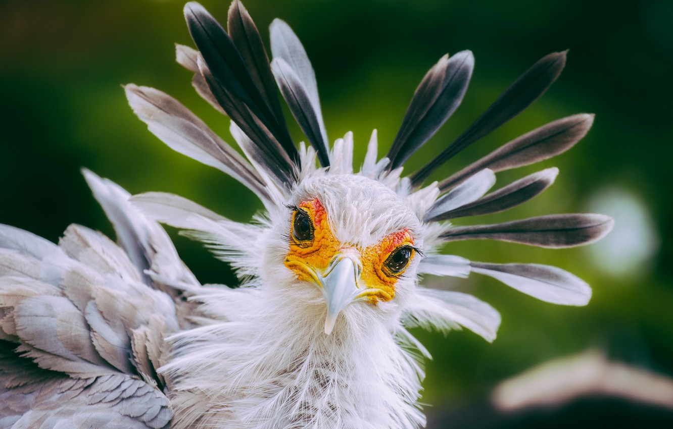 Secretary Bird Wallpapers - Wallpaper Cave