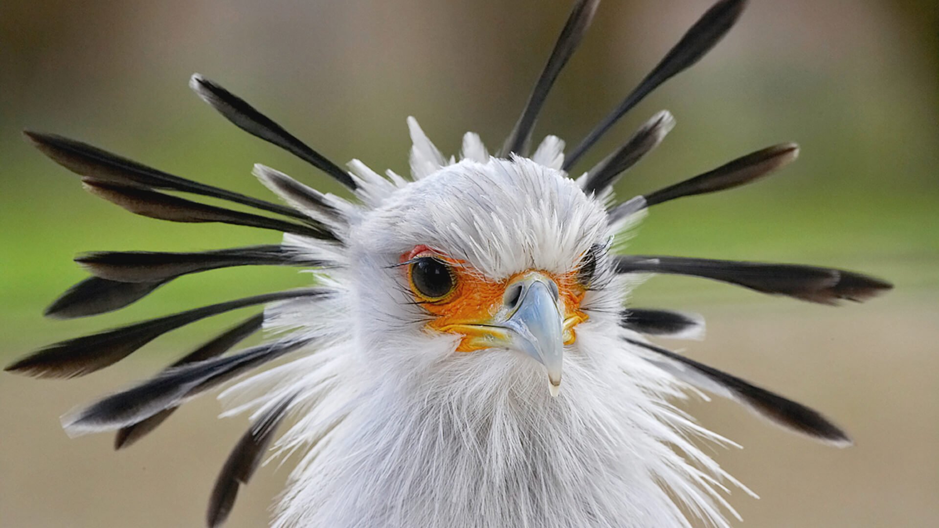 Secretary Bird Wallpapers - Wallpaper Cave