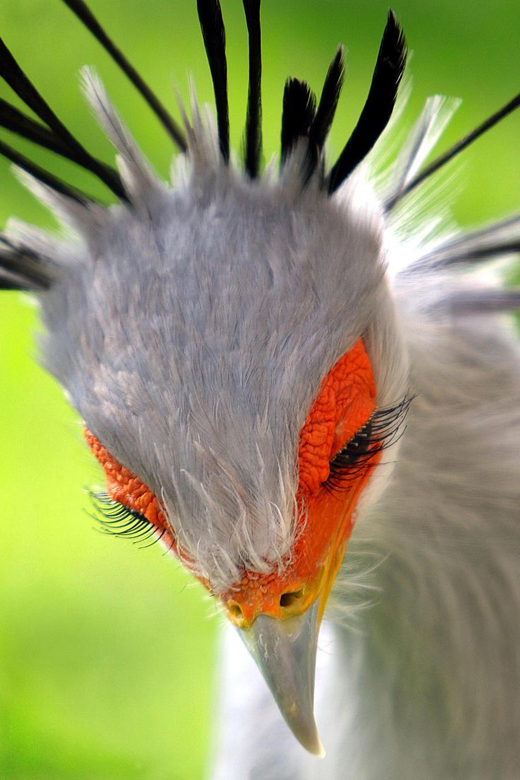 Secretary Bird Wallpapers - Wallpaper Cave