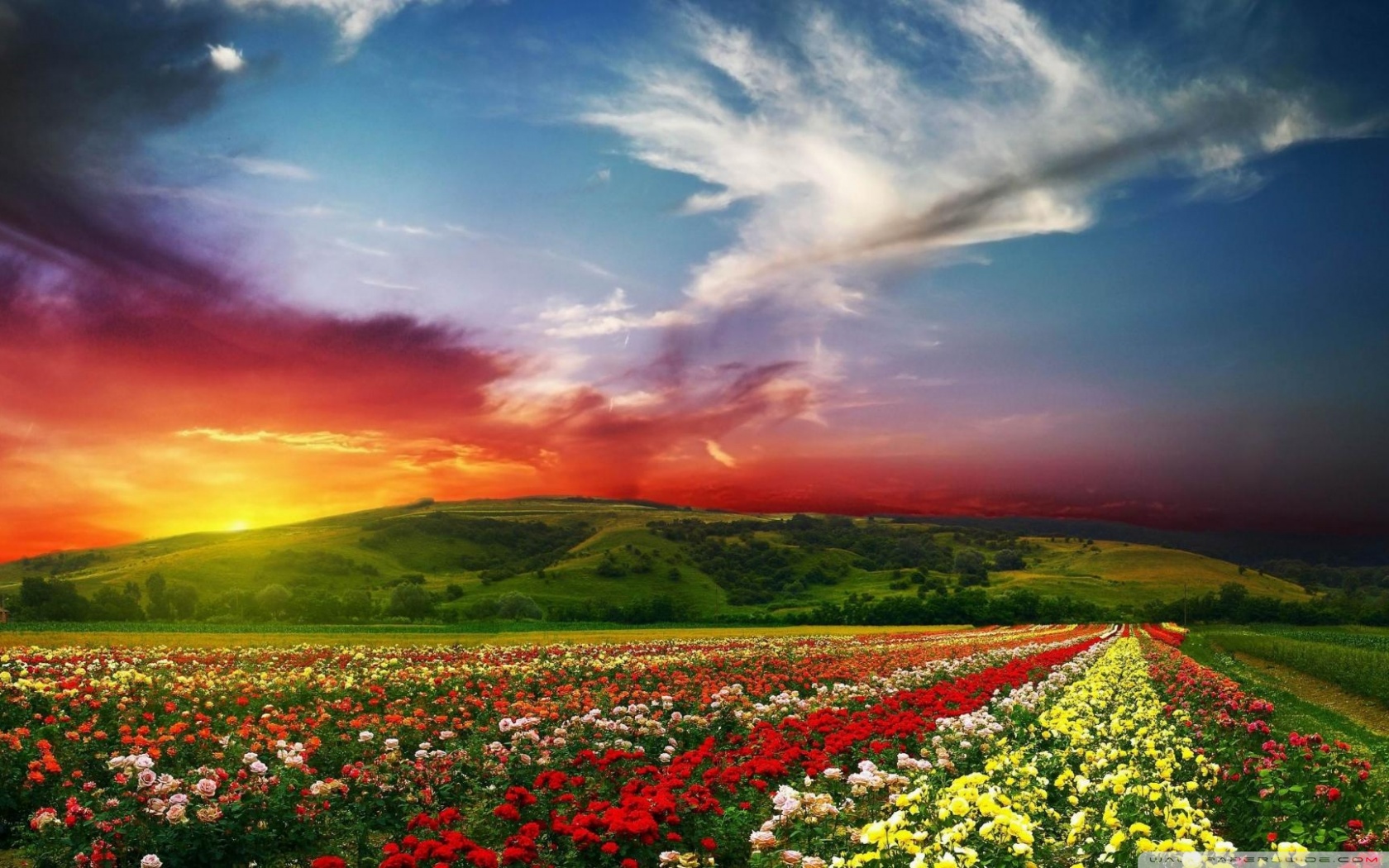 Rose Field Wallpapers - Wallpaper Cave