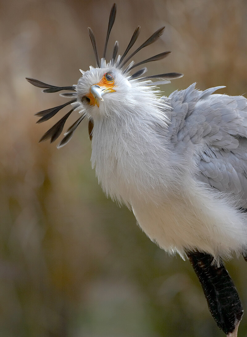 Secretary Bird Wallpapers - Wallpaper Cave
