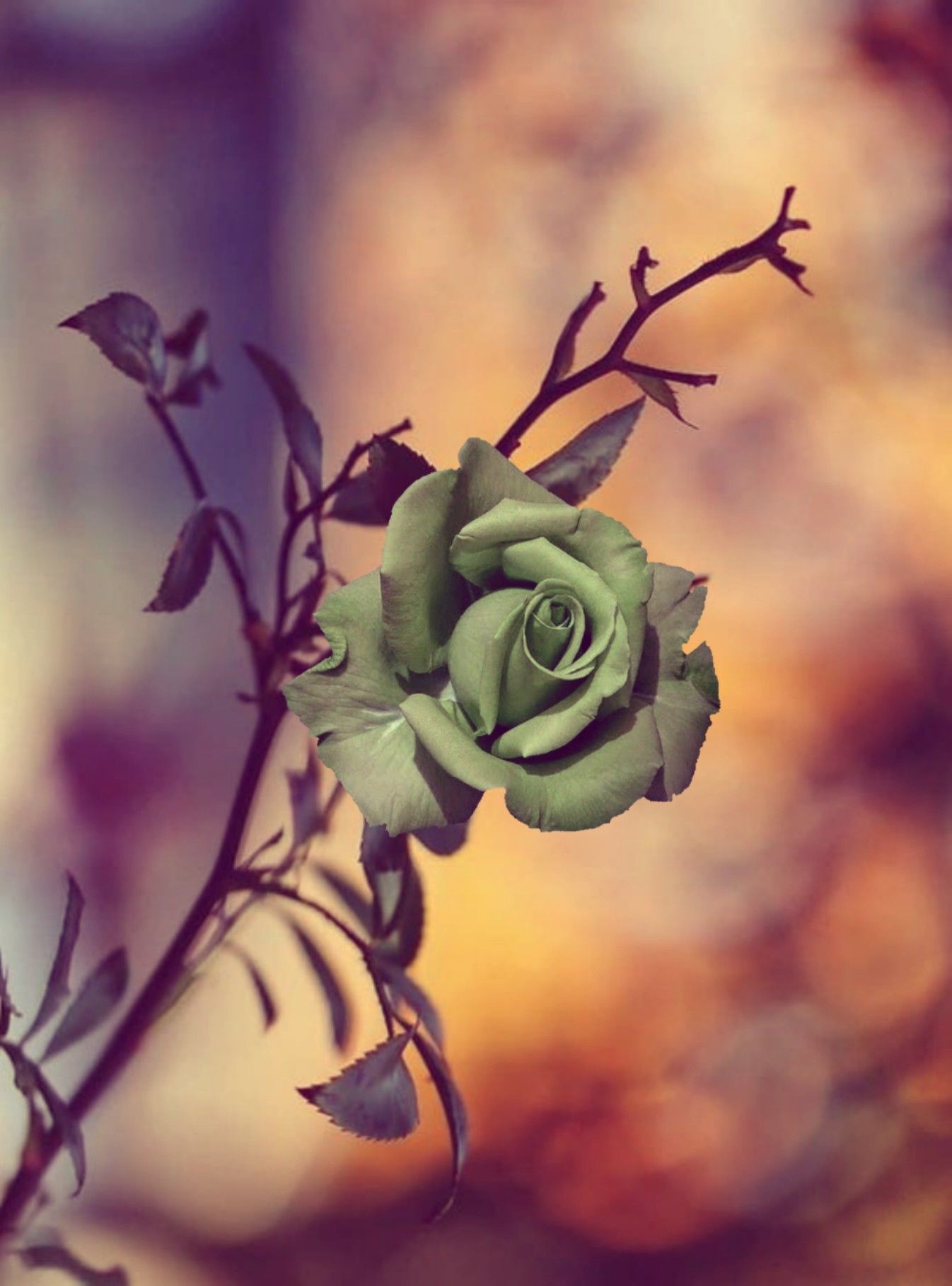 Rustic Rose Wallpapers - Wallpaper Cave