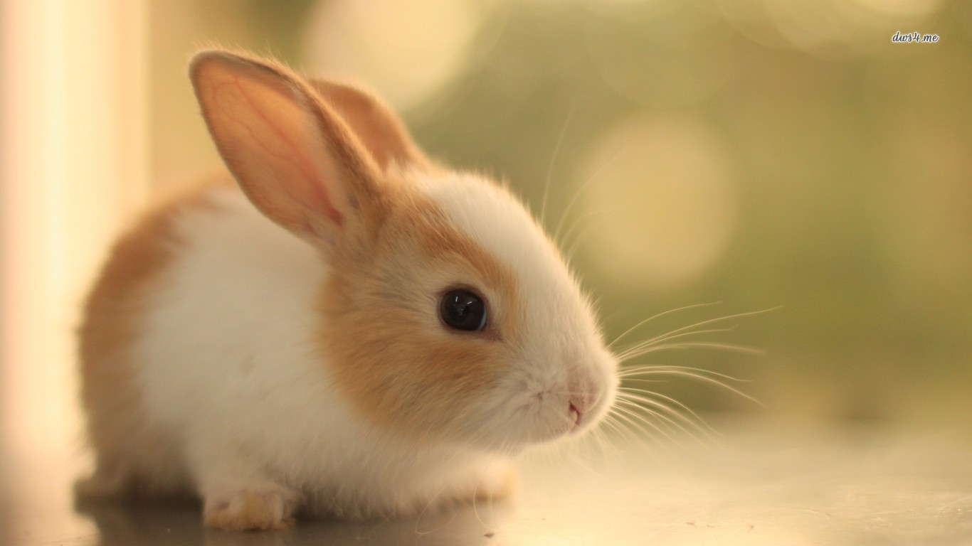 Bunny And Hamster Wallpapers - Wallpaper Cave
