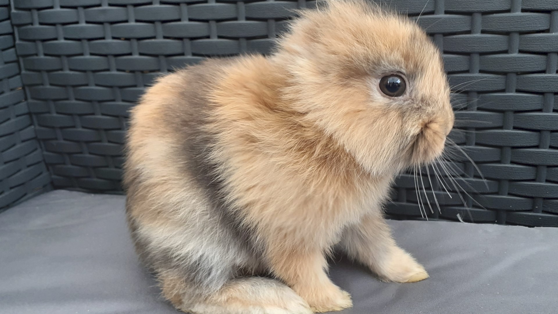 Bunny And Hamster Wallpapers - Wallpaper Cave