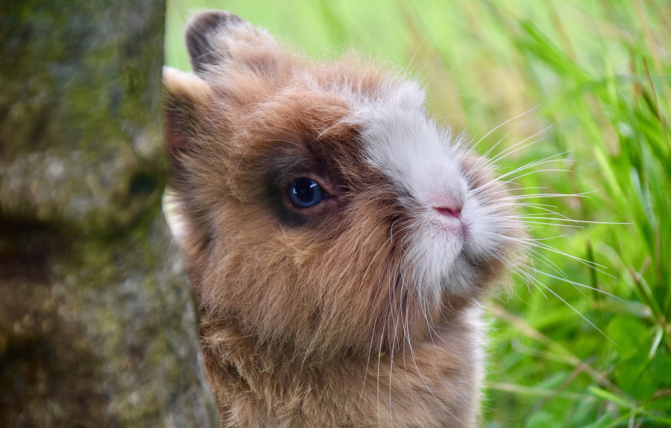 Bunny And Hamster Wallpapers - Wallpaper Cave